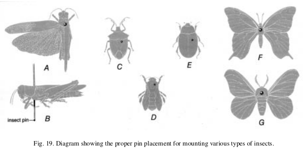 Lab 21-02: Intro to insect collecting - tools of the trade | ALBI-345